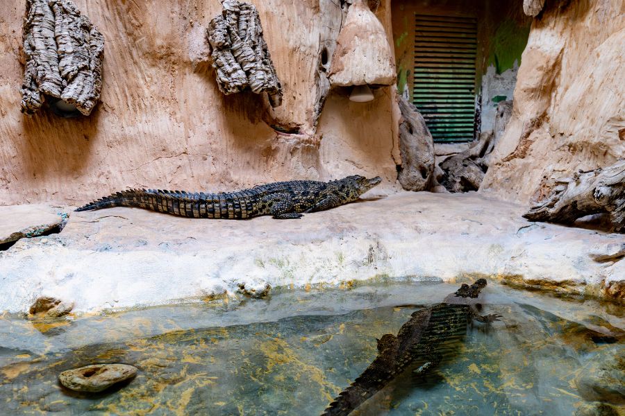 גן החיות התנ"כי בירושלים - מה רואים וטיפים לביקור | המדריך המלא 2025